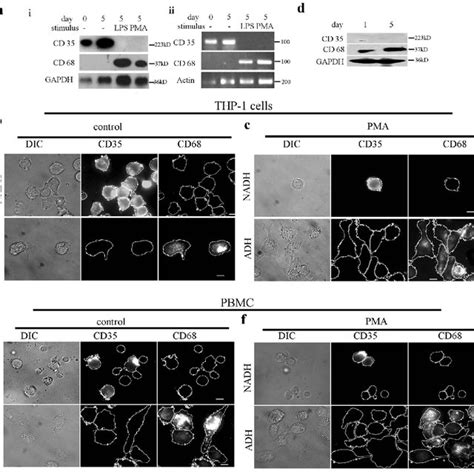 Chemical Stimulation Of Monocyte Cells Gives Rise To Two Populations Of Download Scientific