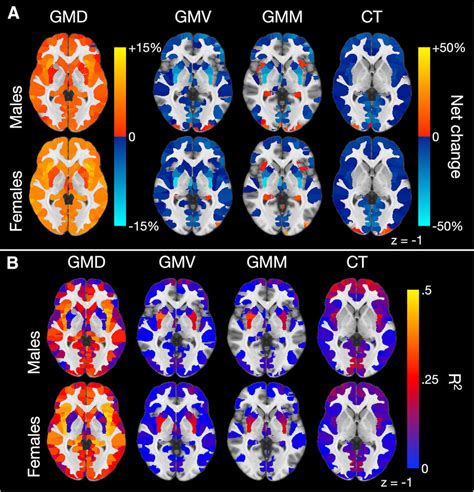 Percentage Net Change And Variance Explained By Sex And Modality A Download Scientific