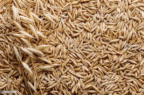 노란 배경 이나 질감 플랫 레이 상단 보기로 줄기에 오트밀 익은 마른 곡물과 귀리 스파이크 건강한 생활방식에 대한 스톡 사진 및 기타 이미지 Istock