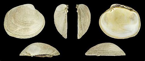 Pacific Littleneck Clam Leukoma Staminea Habitat Cultivation And