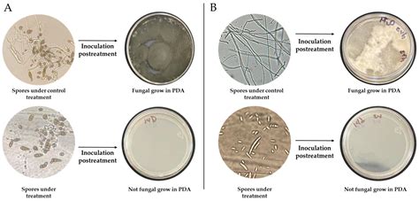 Phenolic Compounds Synthesized By Trichoderma Longibrachiatum Native To Semi Arid Areas Show
