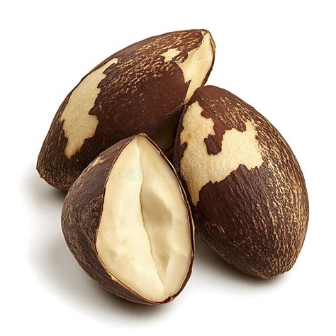 Single Brazil Nut With Smooth Brown Shell Against White Stock Image Image Of Edible