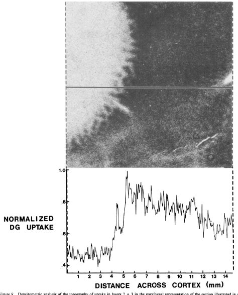 Figure 9 From Functional Anatomy Of Macaque Striate Cortex I Ocular Dominance Binocular