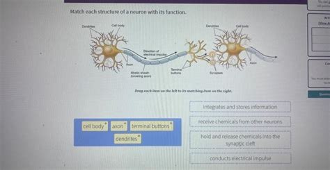 Solved Match Each Structure Of A Neuron With Its Function Chegg Com