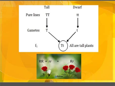 Incomplete Dominance And Codominance Pptx