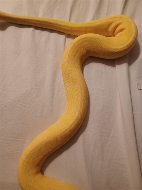 Is My Ball Python Too Skinny Rballpython