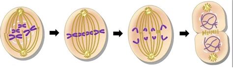 Ap Bio Unit 4 Cell Communication And Cell Cycle Diagram Quizlet