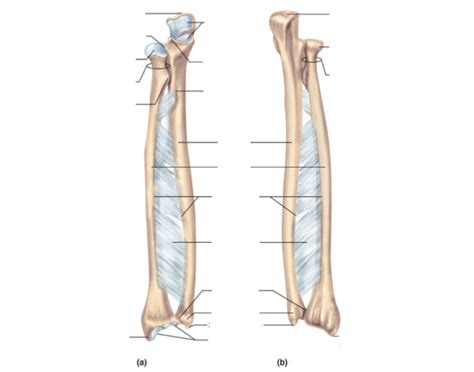 Radius And Ulna Diagram Quizlet