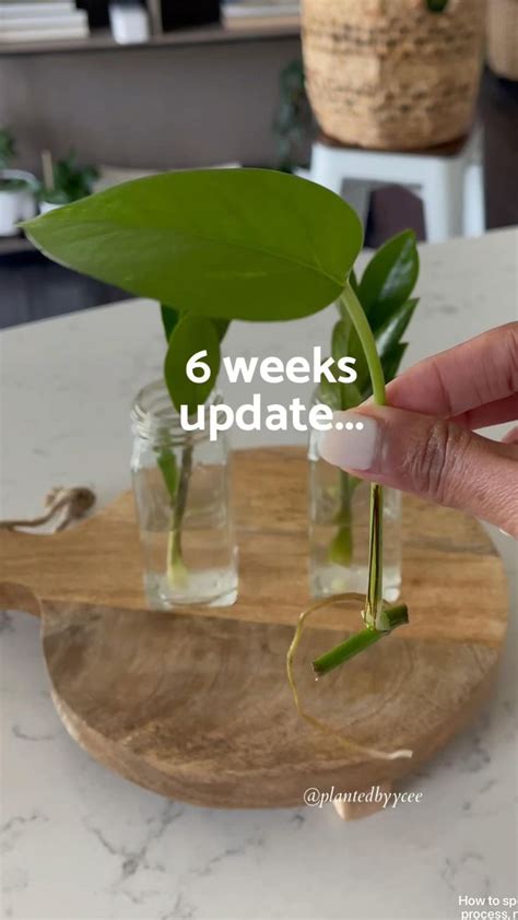 Pothos Cuttings As Rooting Hormone Container Plants Shadow Plants