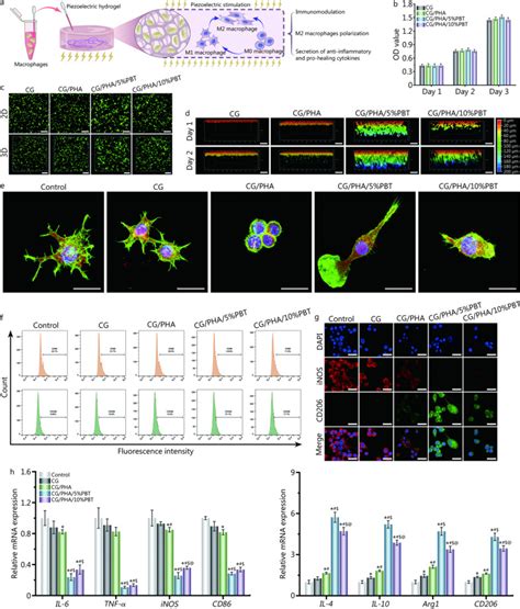 The Marriage Of Immunomodulatory Angiogenic And Osteogenic Capabilities In A Piezoelectric
