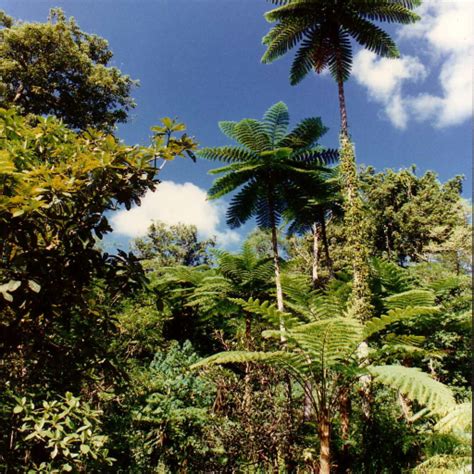 Sphaeropteris Intermedia Plant Care And How To Grow Water