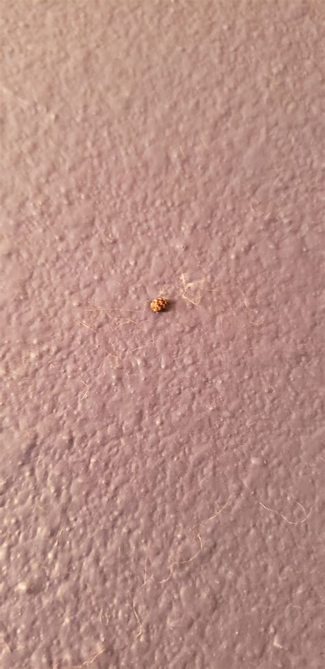 Unknown Lil Tiny Thingy Thing R Pestcontrol