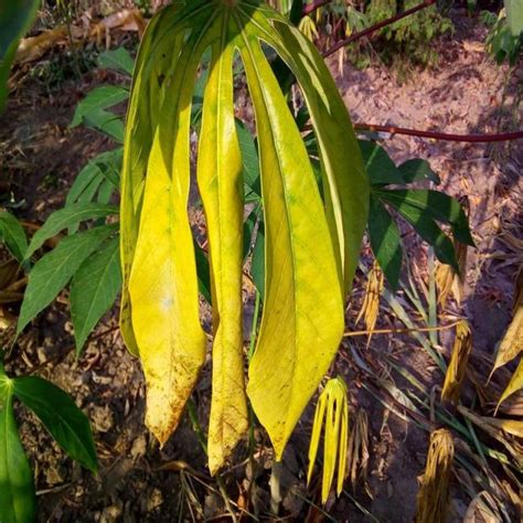 Cassava V2 Adjustment Datasets Healty 2 Object Detection Dataset By