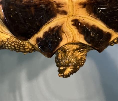 Does Anyone Know The Sex Of My Russian Tortoise I Am Including A Photo Of Its Cloaca Rtortoise Does Anyone Know The Sex Of My Russian Tortoise I Am Including A Photo Of Its Cloaca Rtortoise