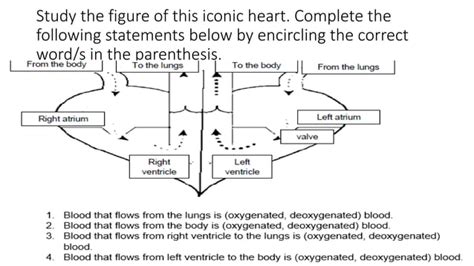 Q1 Lesson 2 Coordinated Functions Of Restpiratory And Circulatory
