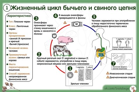 БИОЛОГИЯ ЕГЭ 2022 Жизненные циклы паразитических червей Карточки для повторения Биология