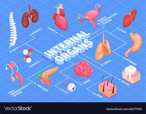 Human Organs Flowchart Royalty Free Vector Image