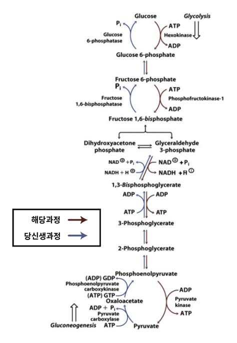 포도당신생합성 Gluconeogenesis 당신생의 모든 것 네이버 블로그
