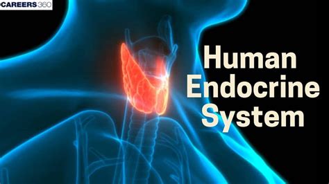 Endocrine System Functions Organs Conditions