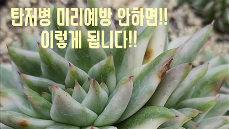 다육이 탄저병 100완치방법미리 예방하는 방법보스다육 탄저병 완치 박멸 인물내는법 Youtube