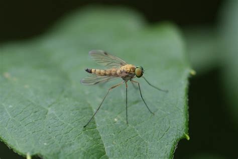 Photo de Chrysopilus asiliformis mâle La Galerie de Quel est cet Animal