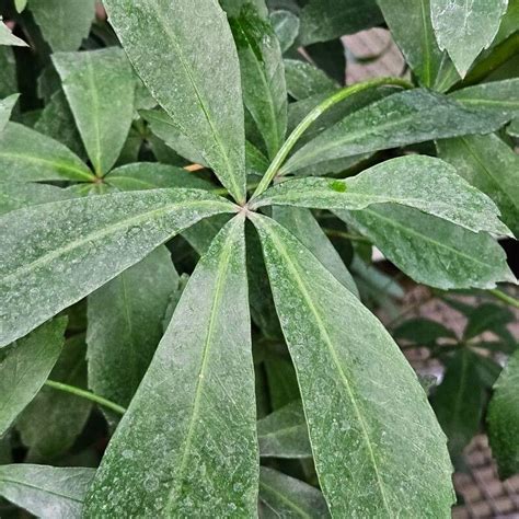 How To Grow Pseudopanax Lessonii Earthone