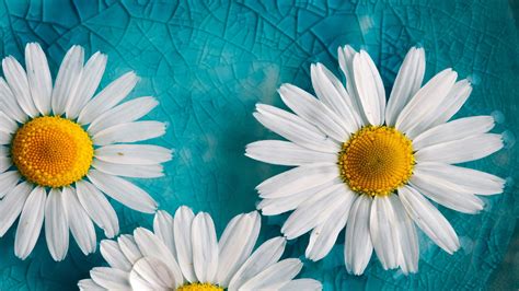 4k Flower Daisy Wallpapers Wallpaper Cave