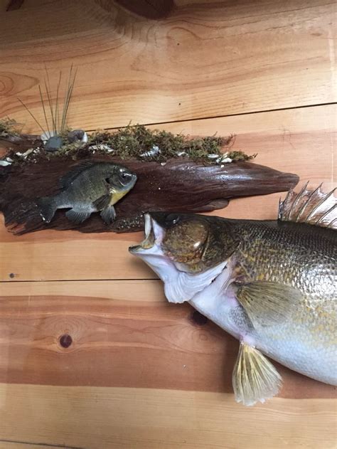 16 Best Walleye And Mounts Images On Pinterest Taxidermy Fish Mounts