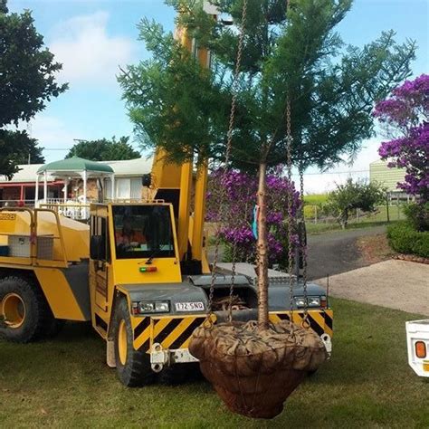Shifting Trees Installing Trees Removing Trees Care Transplanters Sunshine Coast Brisbane
