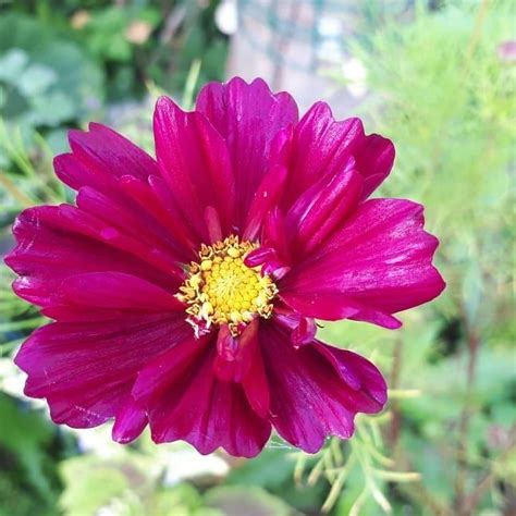 Космея удивительно неприхотливое и очень красивое растение Обязательно украсит ваш осенний