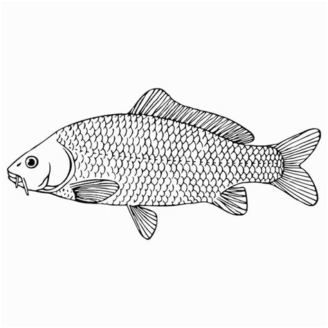 Premium Vector Cyprinus Carpio