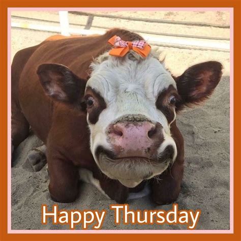94 Happy Thursday Ideas Funny Animals Happy Thursday Cute Animals