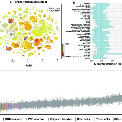 Different Evolutionary Constraints In Distinct Brain Cell Types A Download Scientific