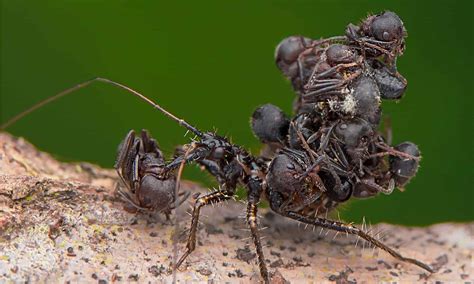 Assassin Bug Pictures Az Animals