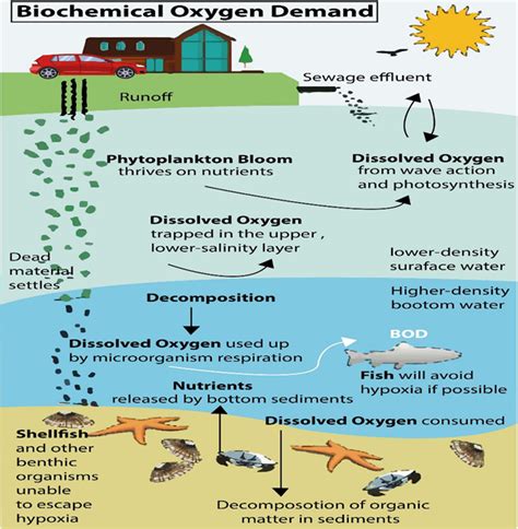 biochemical oxygen demand bod
