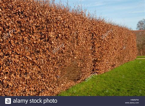 Beech Hedge In Winter Hedges Winter Garden Beech Hedge