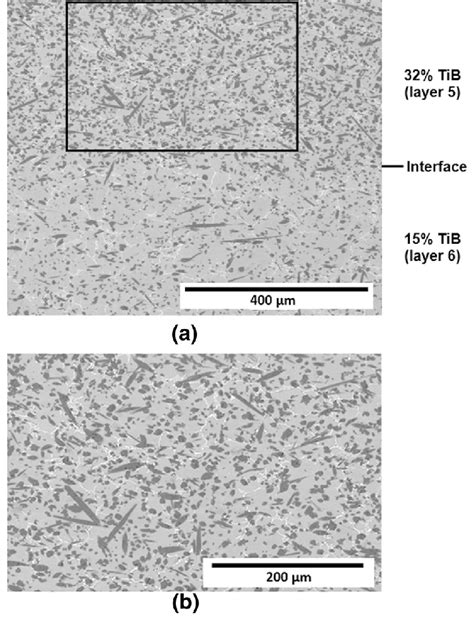 A Backscattered Electron Image Of The Interface Between Layers 5 And 6 Download Scientific