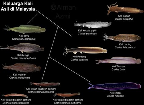 Jenis Jenis Keli Tempatan R Bolehland