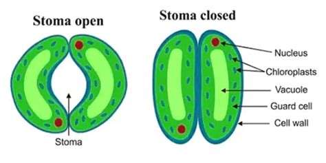 The Structure And Functions Of Stomata QS Study