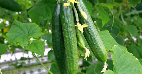 Can You Grow Cucumbers In Winter Australia At Leigh Parrish Blog