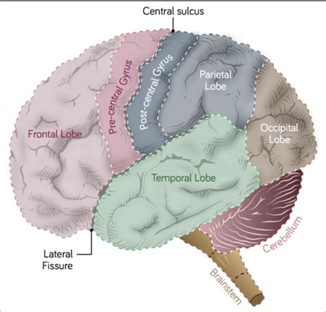 Surface Anatomy Of The Brain Flashcards Quizlet