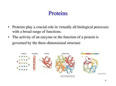 Ppt Protein Structure Primary Powerpoint Presentation