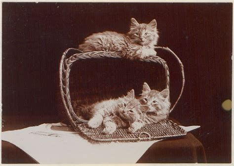 The Cats Of Canada Adorable Vintage Photos Of Very Very Cute Kittens