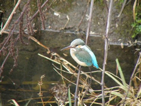 冬の野鳥 長門峡美蔵屋