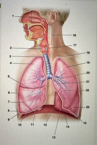 Biol 228 Lab Exam 3 Respiratory Set Flashcards Quizlet