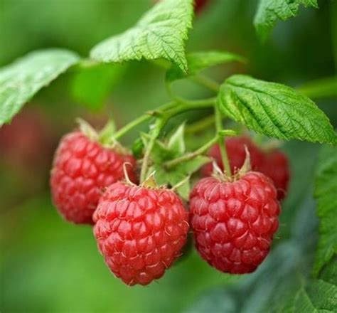 树莓是一种怎样的植物，有什么利用价值树莓果实植物新浪新闻