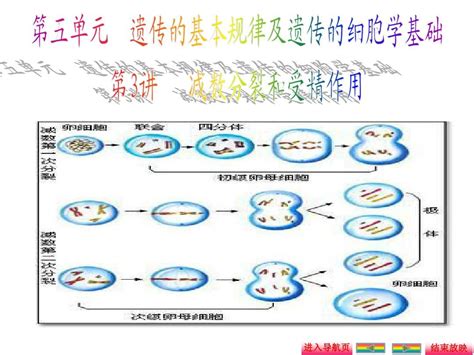 第五单元 第3讲 减数分裂和受精作用 Word文档在线阅读与下载 免费文档
