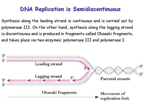 The Flow Of Genetic Information Dna Replication Dna