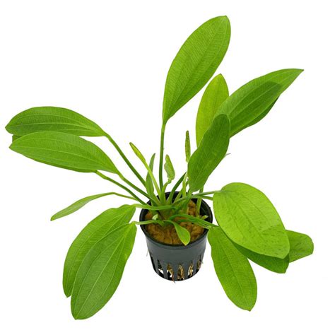 Tculture Echinodorus Python Pot — East Ocean Aquatic