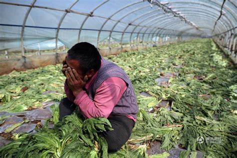 蔬菜滞销 菜农痛心砍掉上千吨蔬菜 热点新闻 新农资360网 土壤改良 果树种植 蔬菜种植 种植示范田 品牌展播 农资微专栏